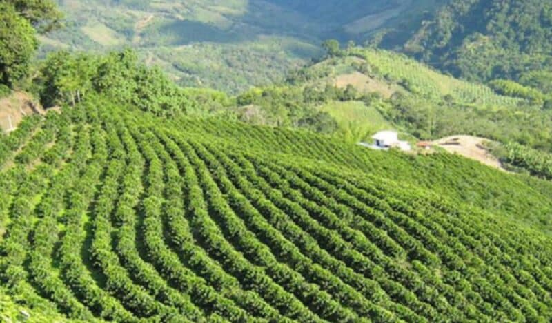 Descubre Pitalito, Huila: La Joya Cafetera de Colombia - Revista Soy ...